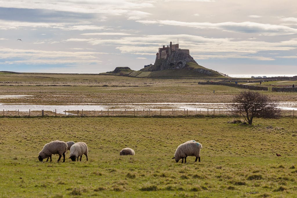 Spotlight on Holy Island - Paton & Co